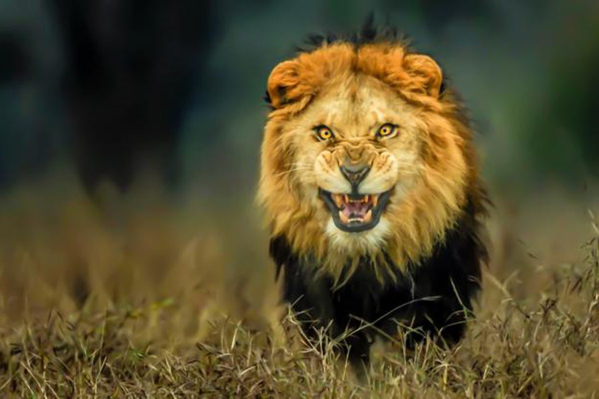 أسد ينقض بوحشية على مدربه في حلبة السيرك!